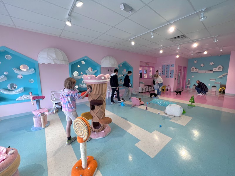 A Cat Cafe In Columbus, Ohio [Kitty Bubble Cafe & Bar] – Katie Goes There